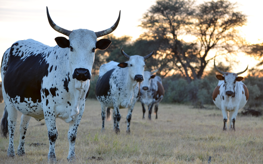 Dallas Keith Africa | Enhance Livestock Health Today