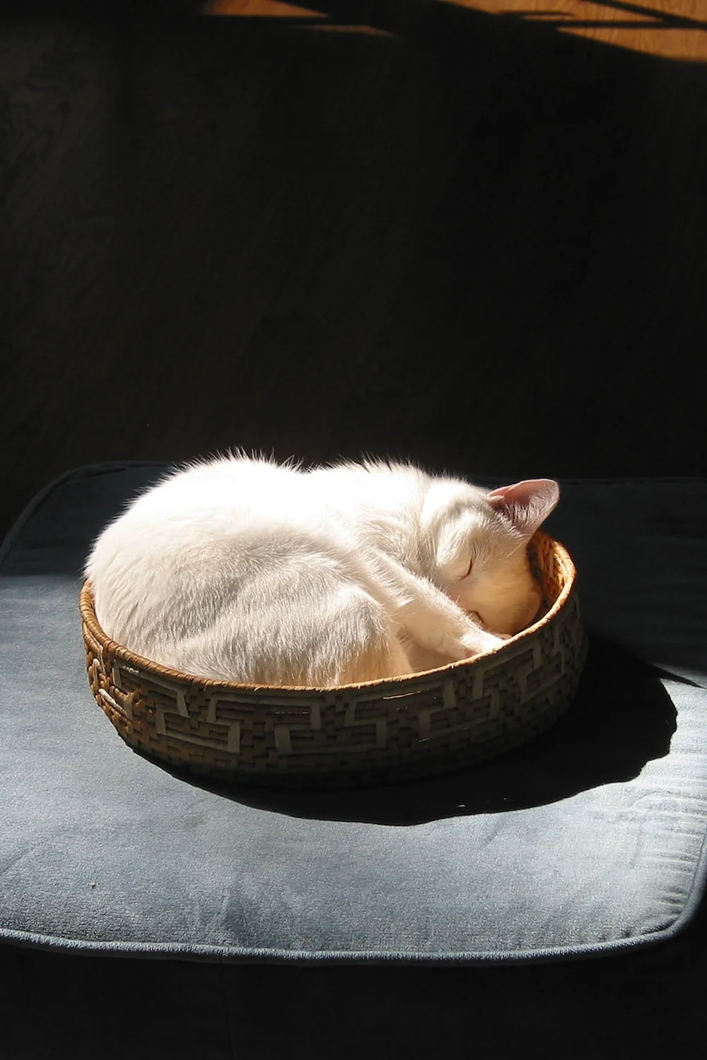 Cat Boarding — Cat Naps