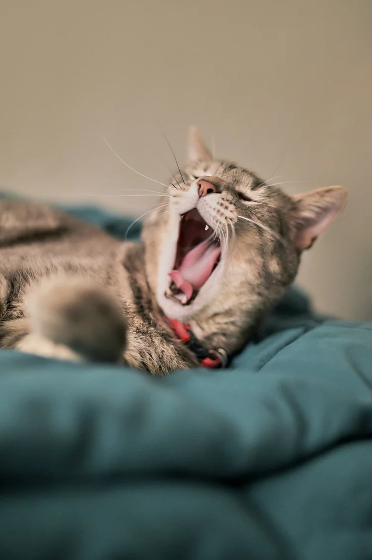 Cat Boarding — Cat Naps
