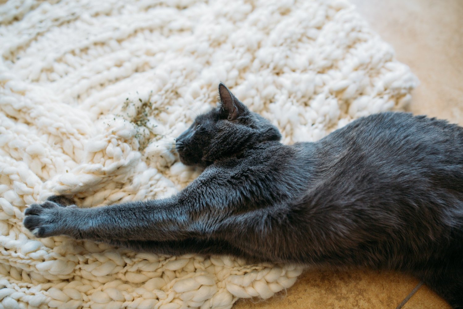 Cat Boarding — Cat Naps