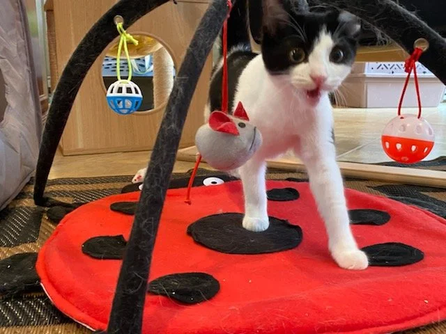 Cat Boarding — Cat Naps