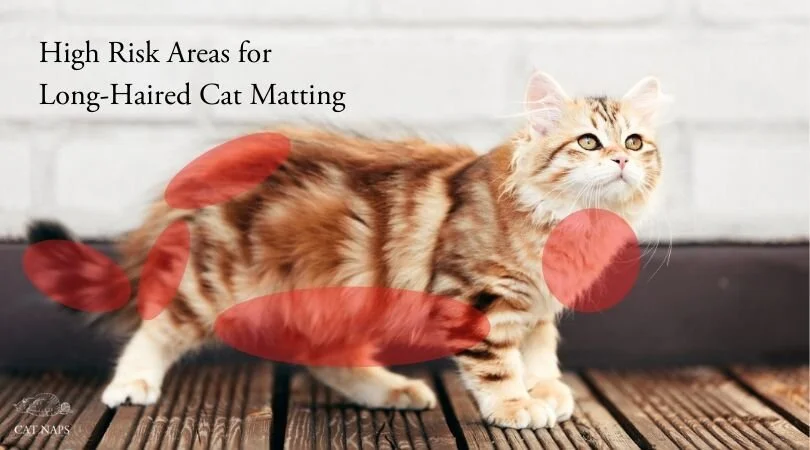 How Do Cats Get Matted? — Cat Naps