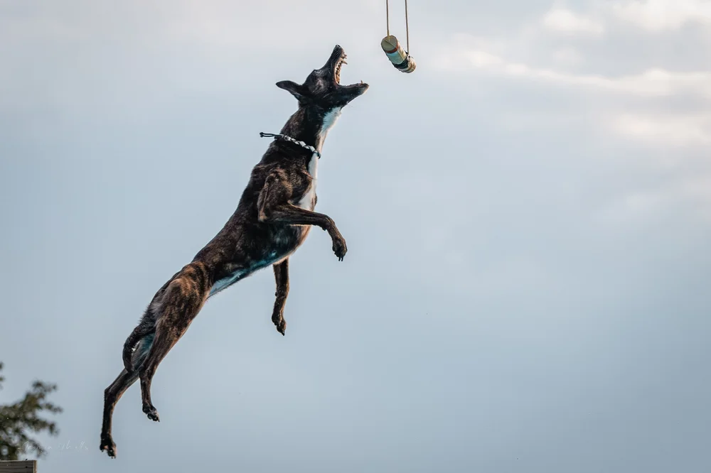 High Jump | Join the Challenge Today — United Dock Diving