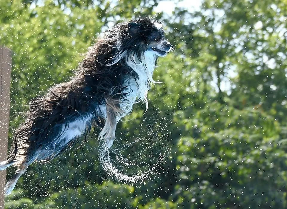Long Jump — United Dock Diving