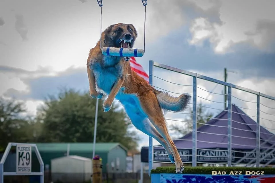 Hang Time — United Dock Diving