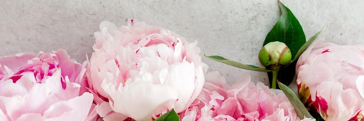 Adeline's Peonies – Peony Roots For Sale