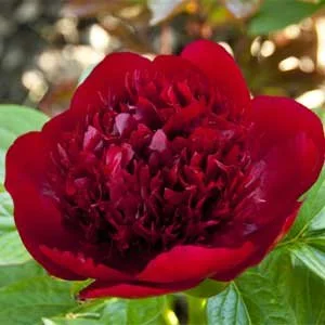 Our Peonies — Adeline's Peonies