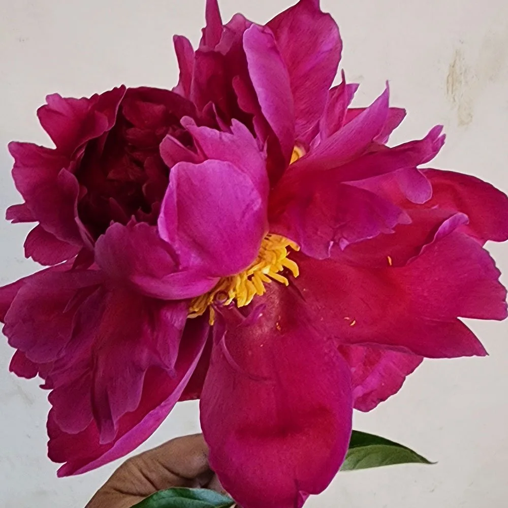 Shop Roots — Adeline's Peonies
