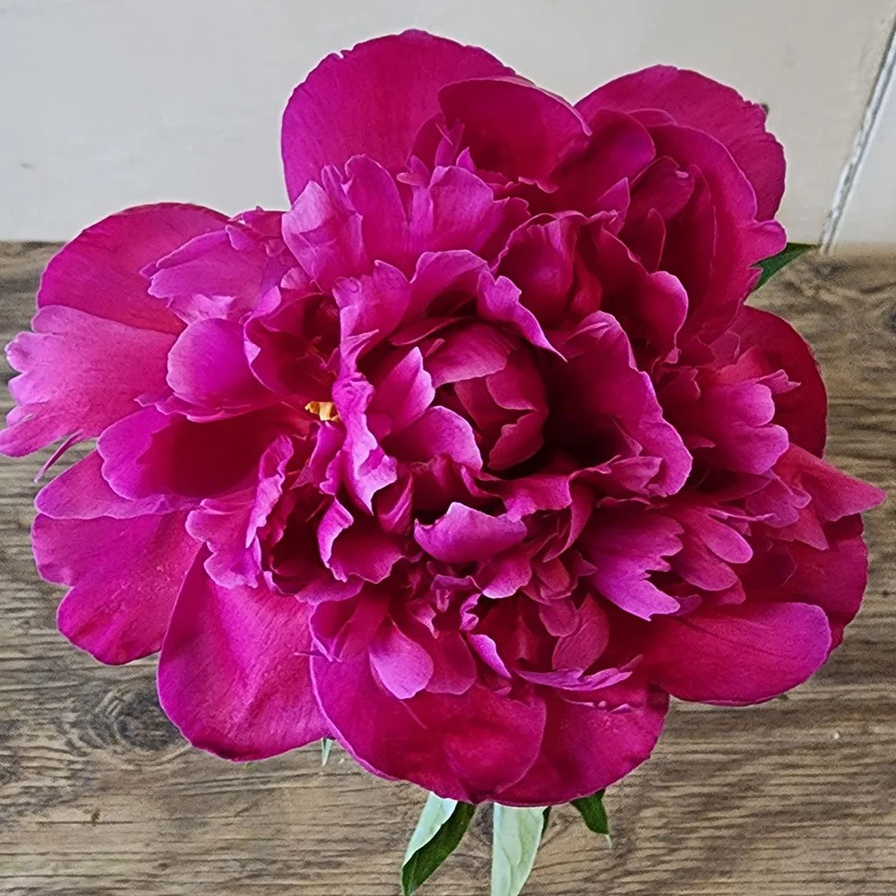 Shop Roots — Adeline's Peonies