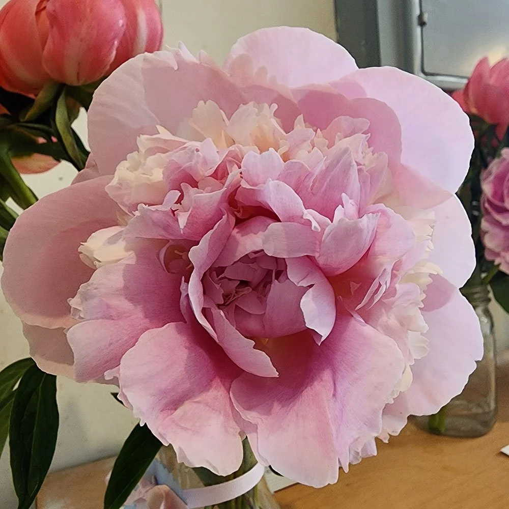 Our Peonies — Adeline's Peonies