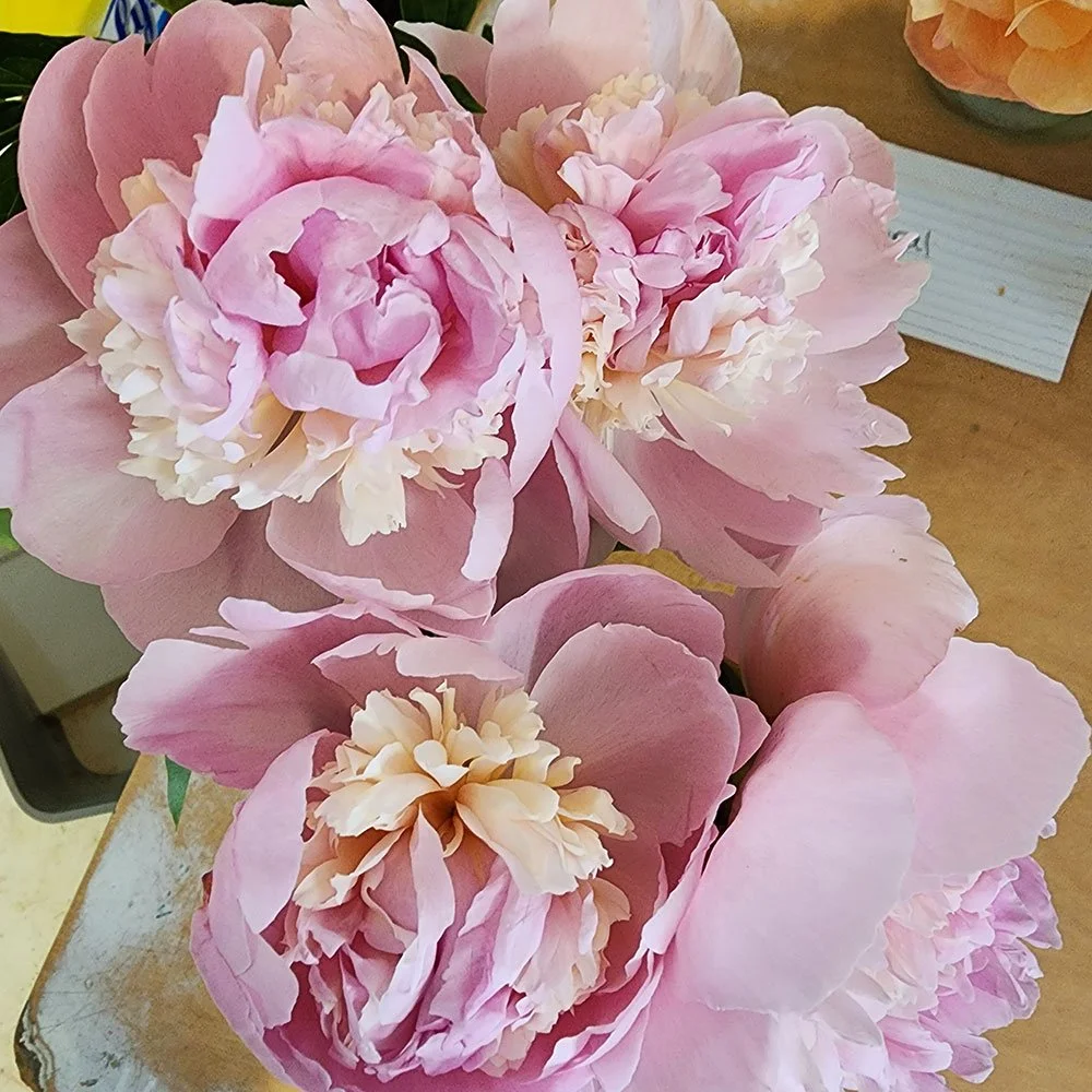 Our Peonies — Adeline's Peonies