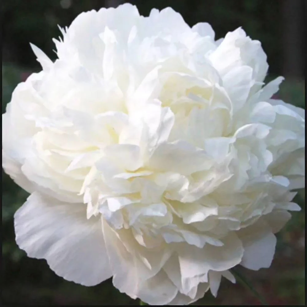 Our Peonies — Adeline's Peonies