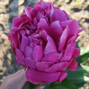 Our Peonies — Adeline's Peonies