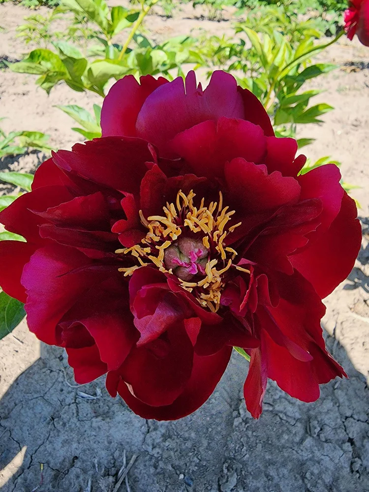 Our Peonies — Adeline's Peonies