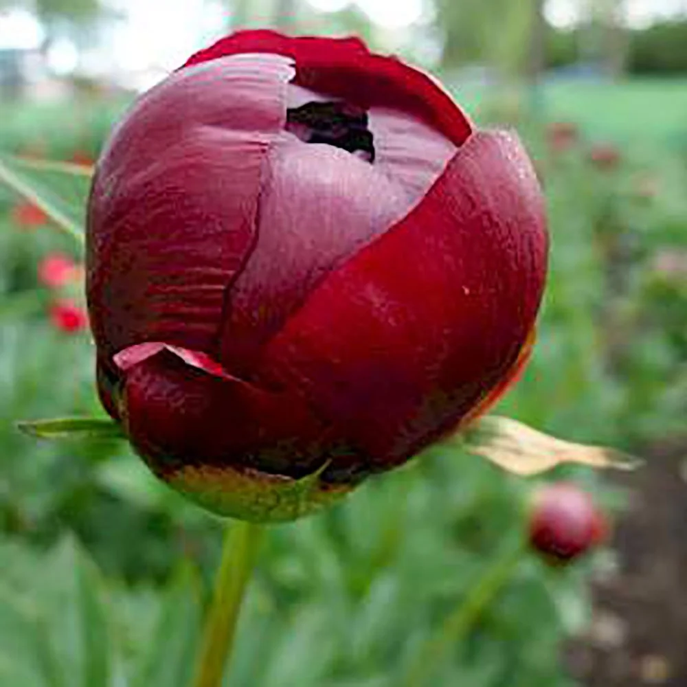 Our Peonies — Adeline's Peonies