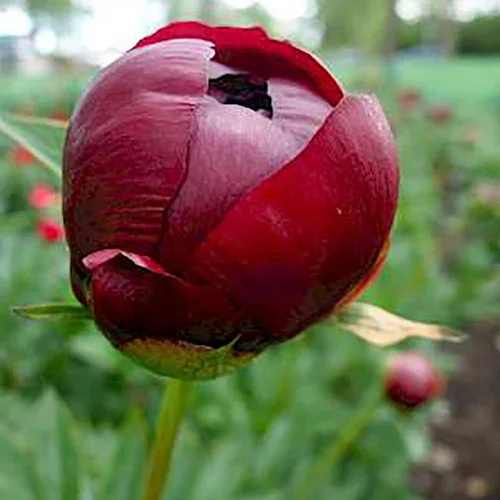 Our Peonies — Adeline's Peonies