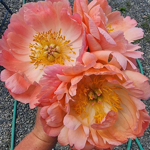 Adeline's Peonies – Peony Roots For Sale