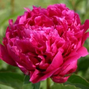 Our Peonies — Adeline's Peonies