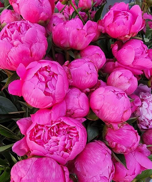 Adeline's Peonies – Peony Roots For Sale