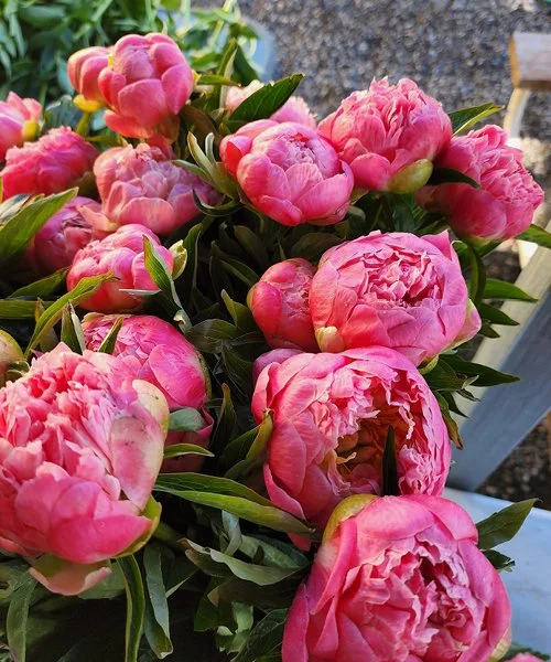 Adeline's Peonies – Peony Roots For Sale