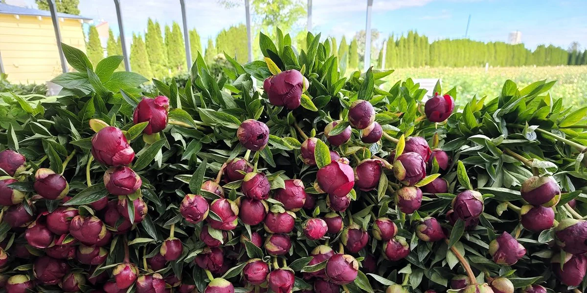 Our Peonies — Adeline's Peonies