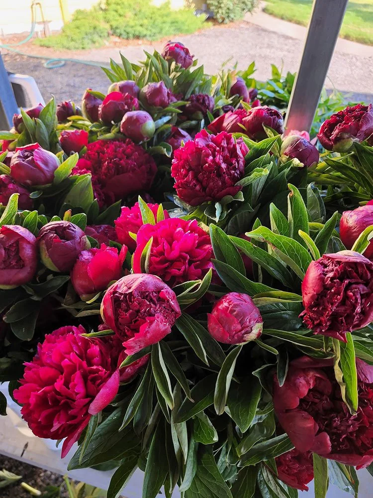 Adeline's Peonies – Peony Roots For Sale