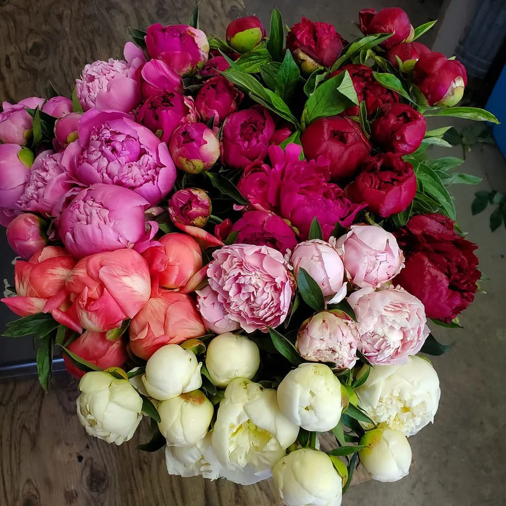 Adeline's Peonies – Peony Roots For Sale