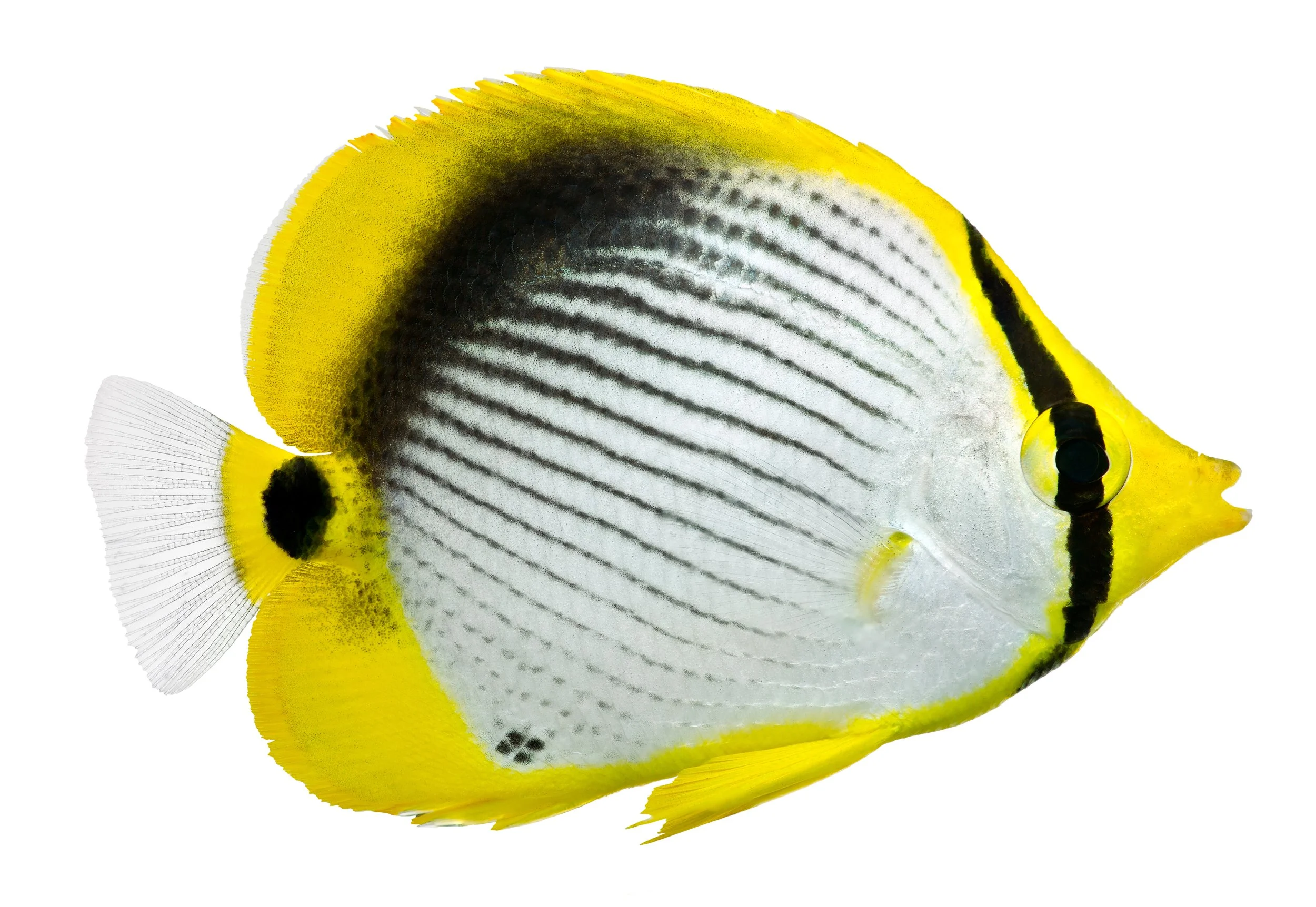 Butterfly Fish