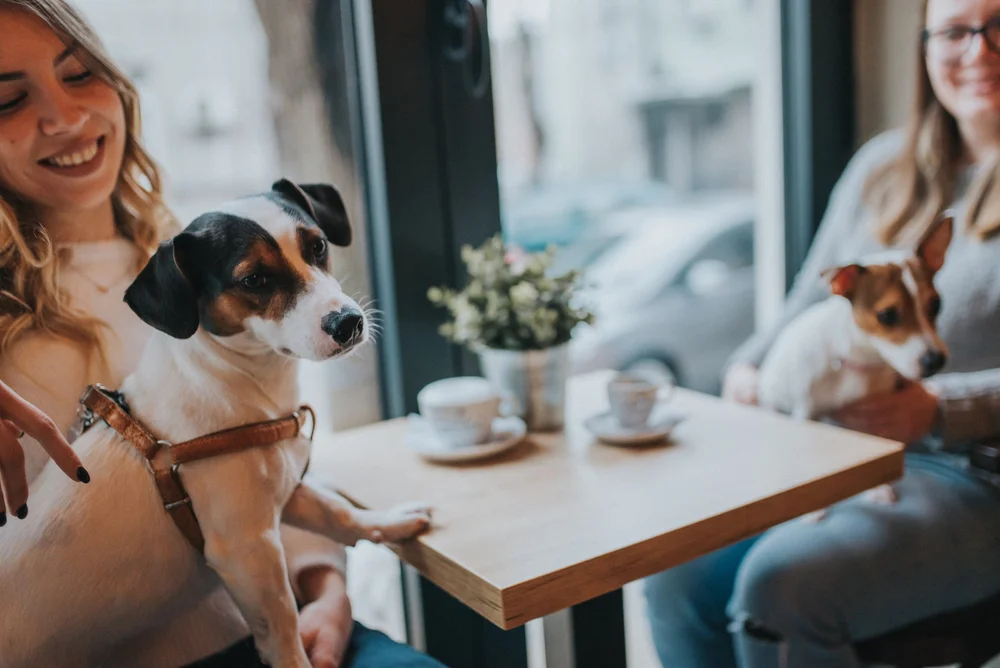 Dog-Friendly Cafes and Shops in NYC by Neighborhood | MixyPaws — MixyPaws