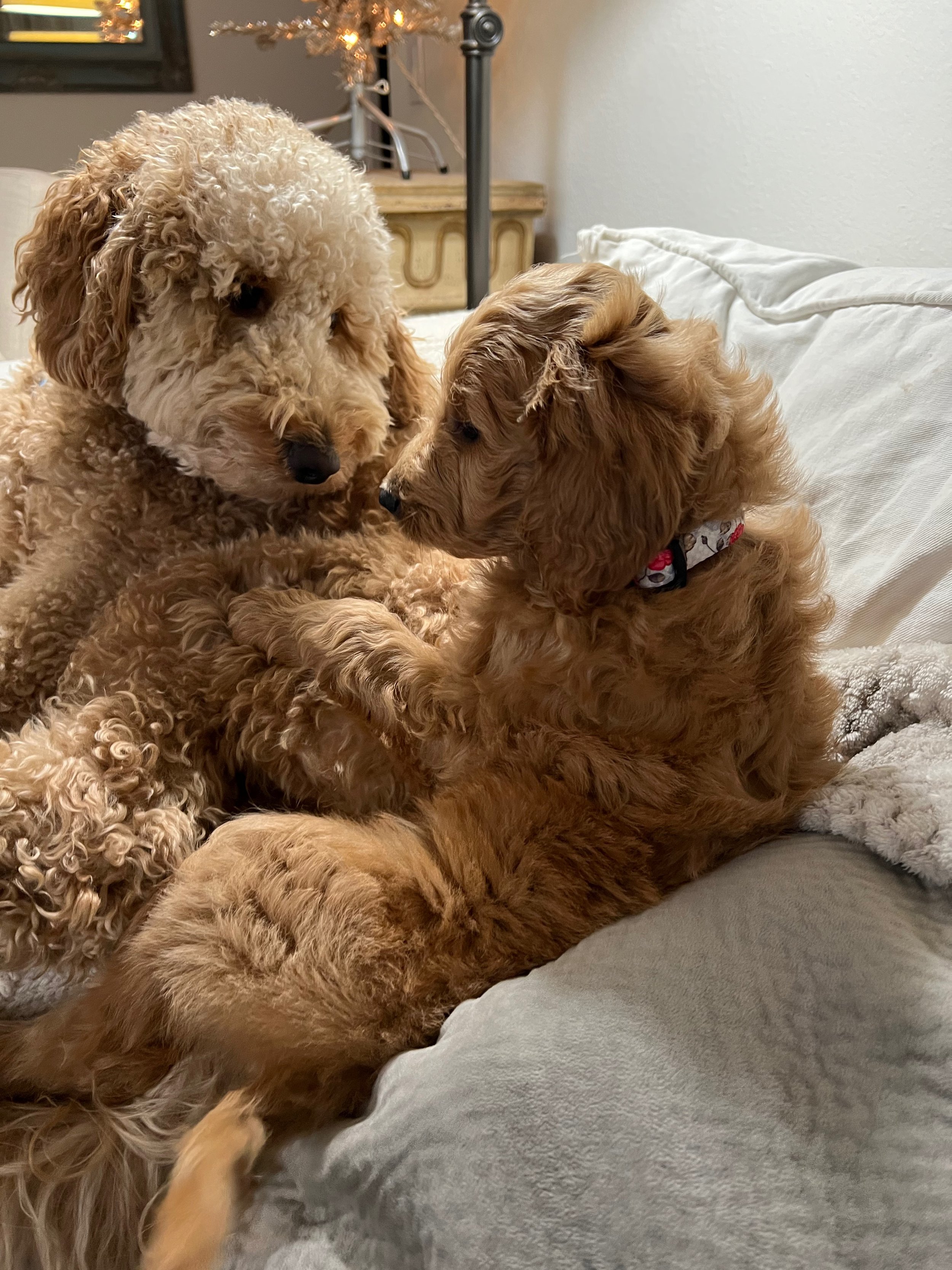 New Goldendoodle Puppy Tips for the First Week — Our Doodle Life