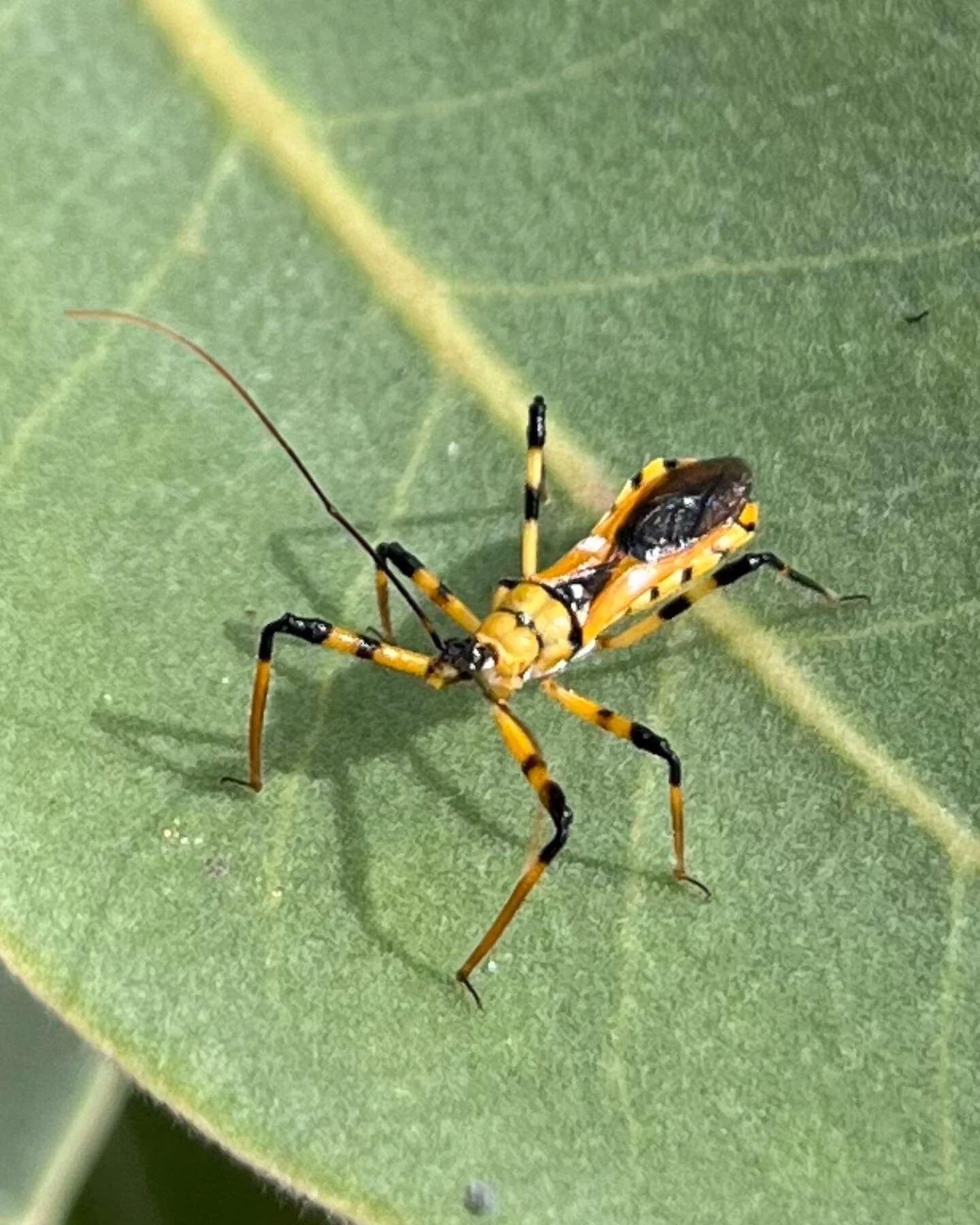 Susannah Begbie Writes