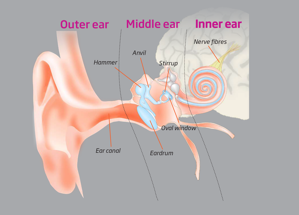 The Best Hearing Aids for Seniors (over 70s) — Audiologist & Hearing ...
