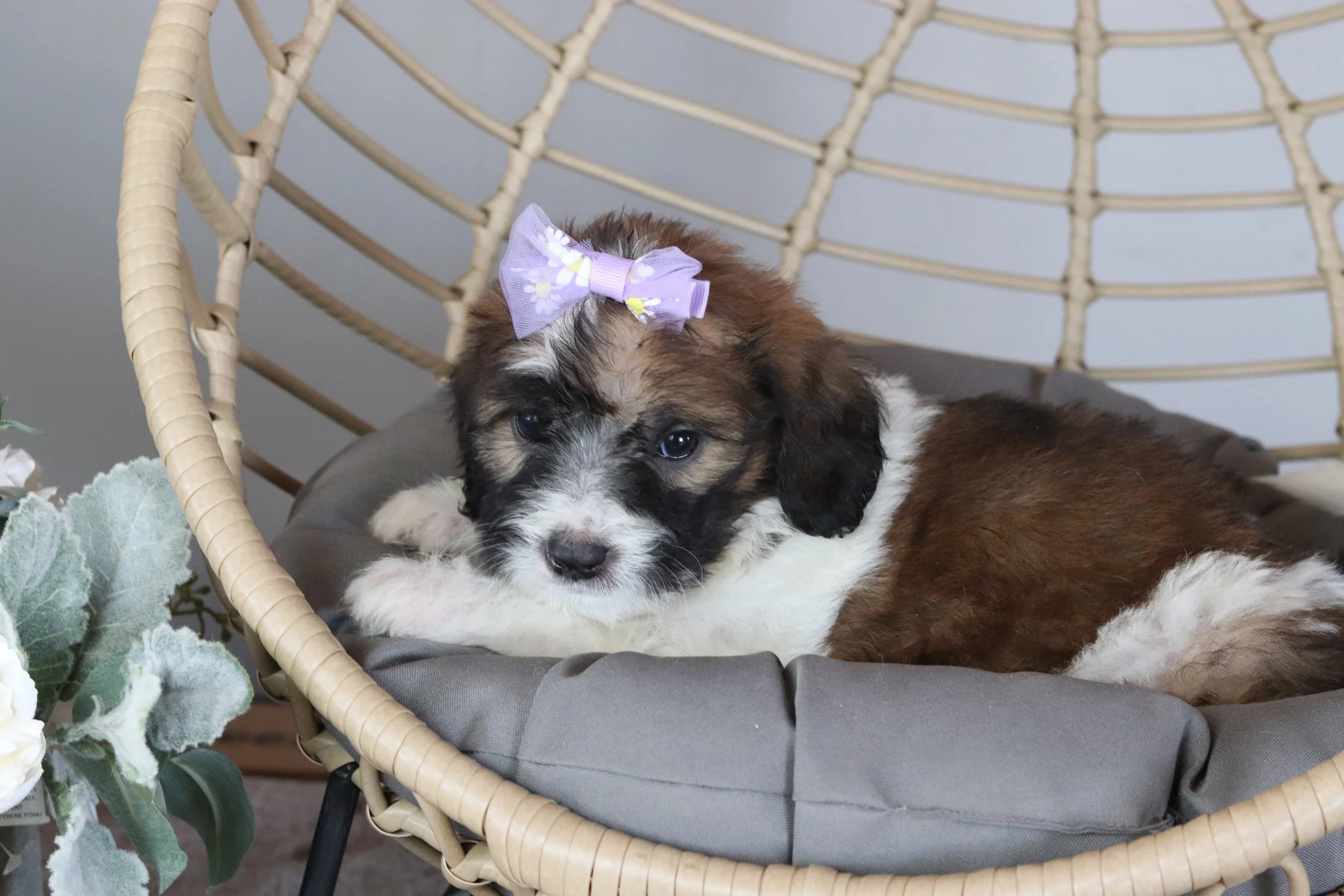 Available Puppies — Yankeedoodles Pups