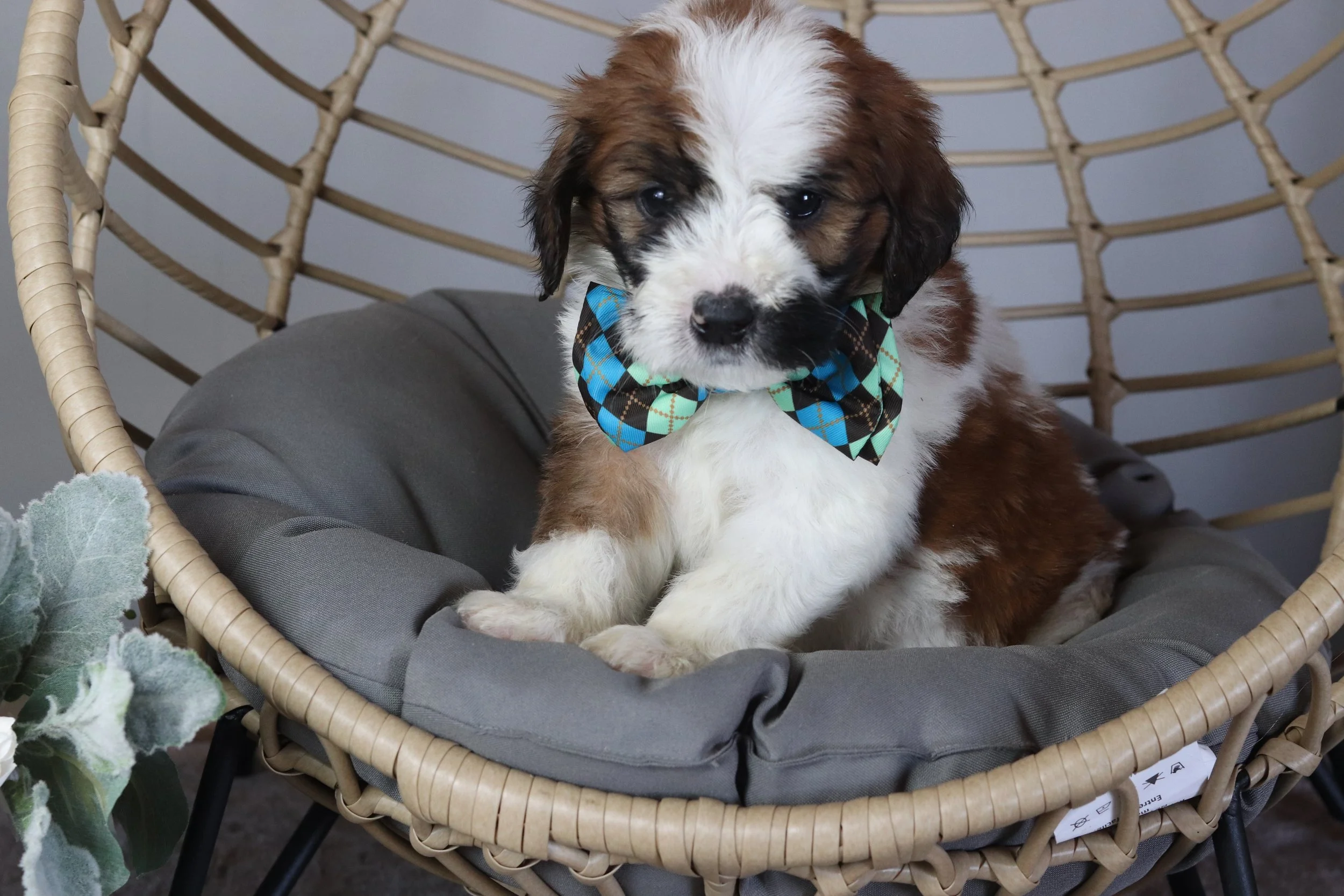 Available Puppies — Yankeedoodles Pups