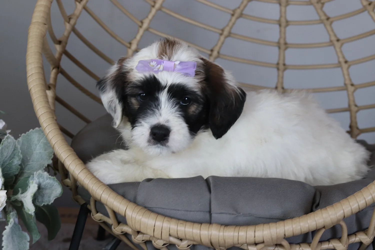 Available Puppies — Yankeedoodles Pups