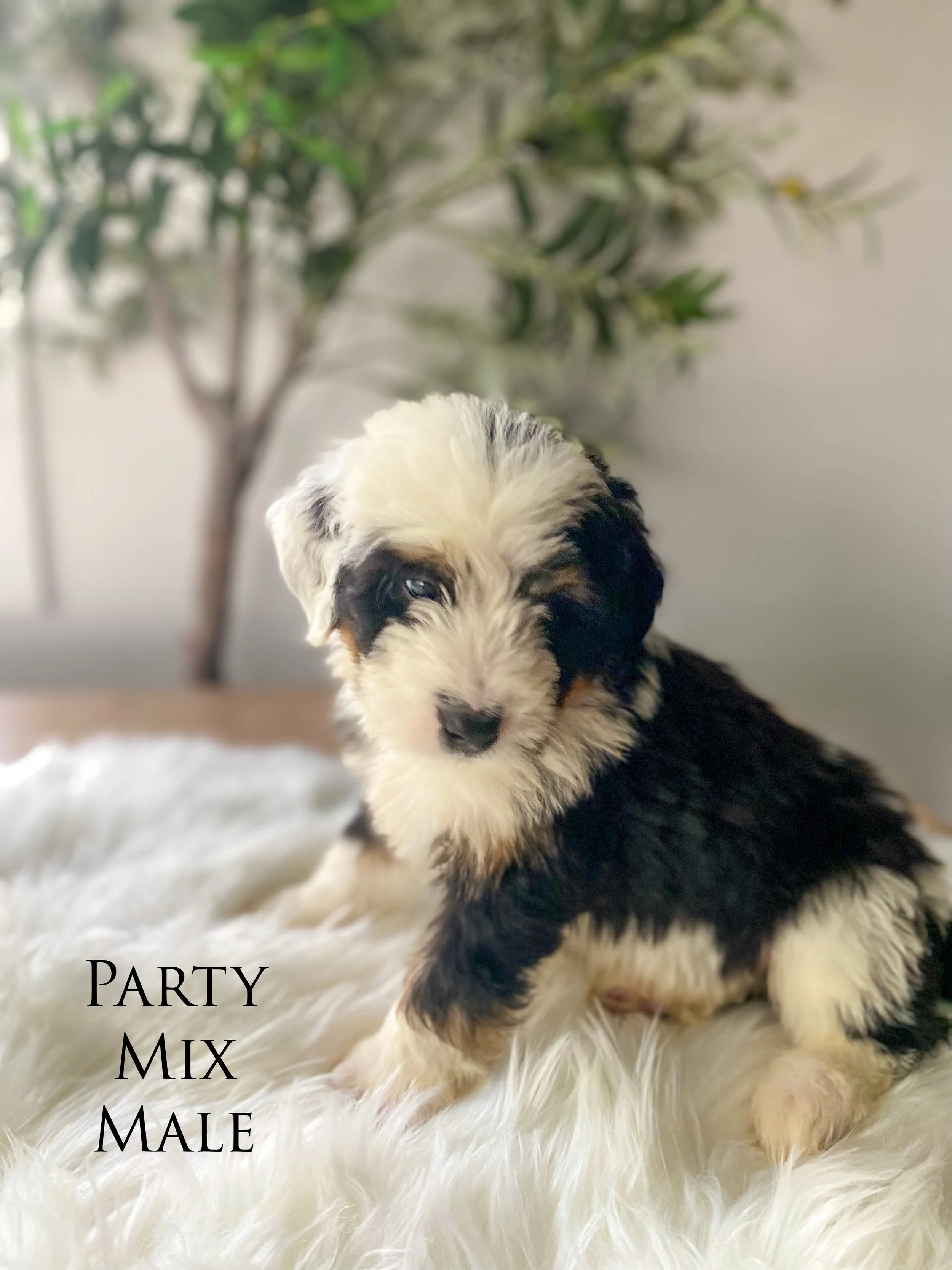 Available/ Upcoming Puppies — Yankeedoodles Pups