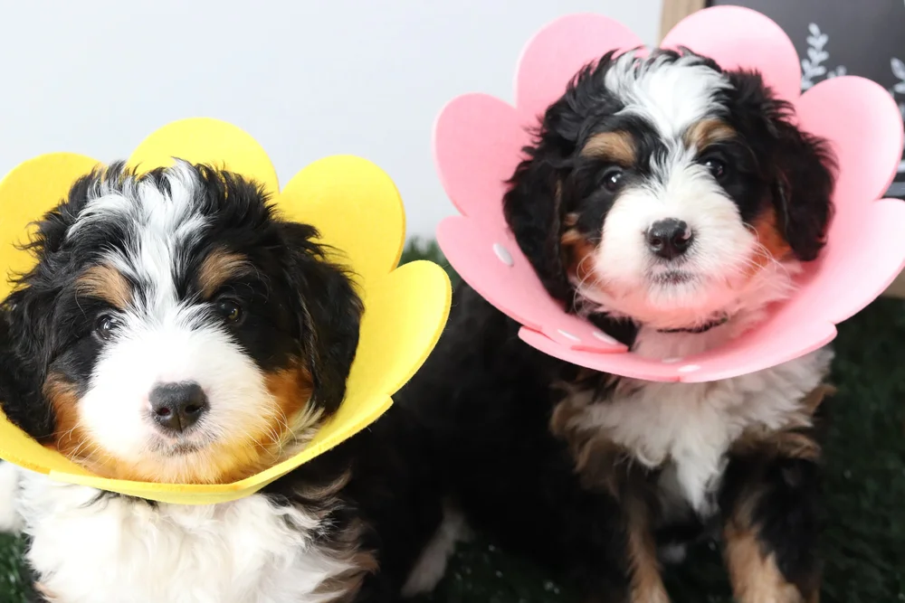 Yankeedoodles Pups