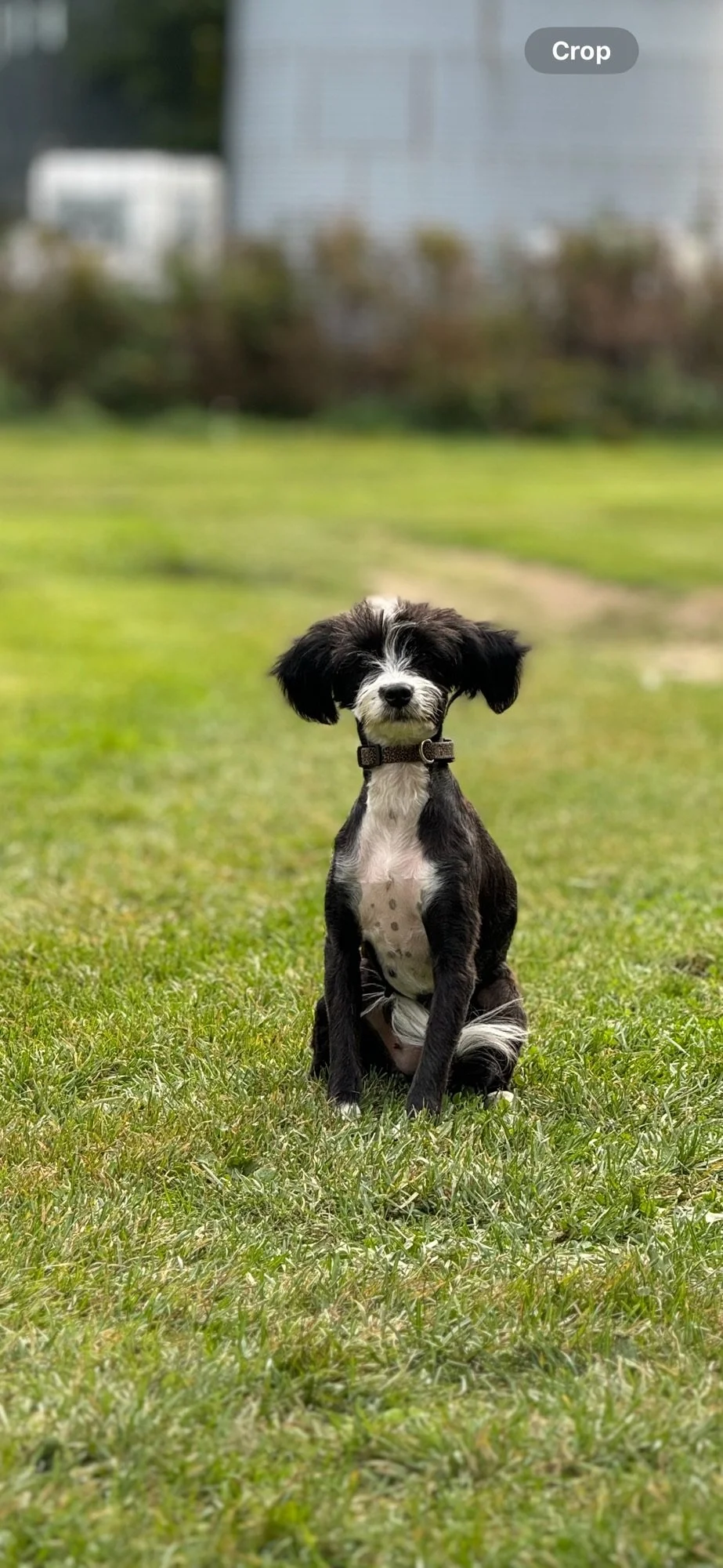 Available Puppies and prices — Yankeedoodles Pups