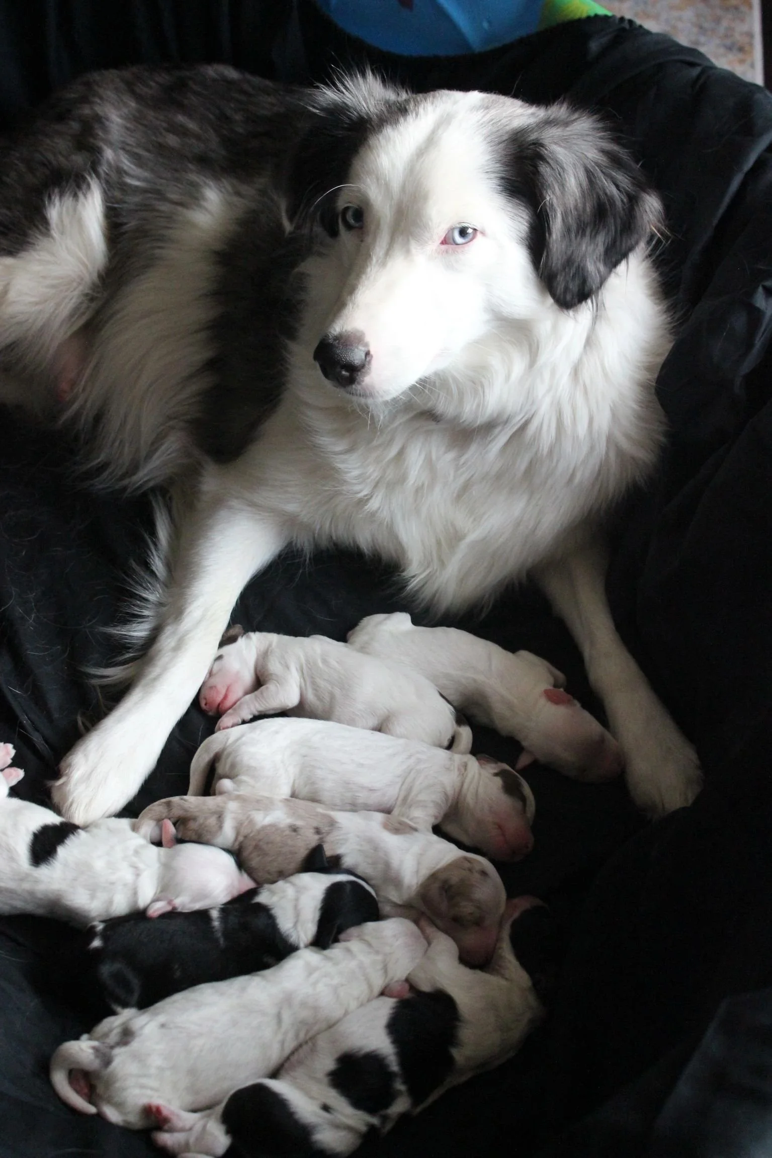 Available/ Upcoming Puppies — Yankeedoodles Pups