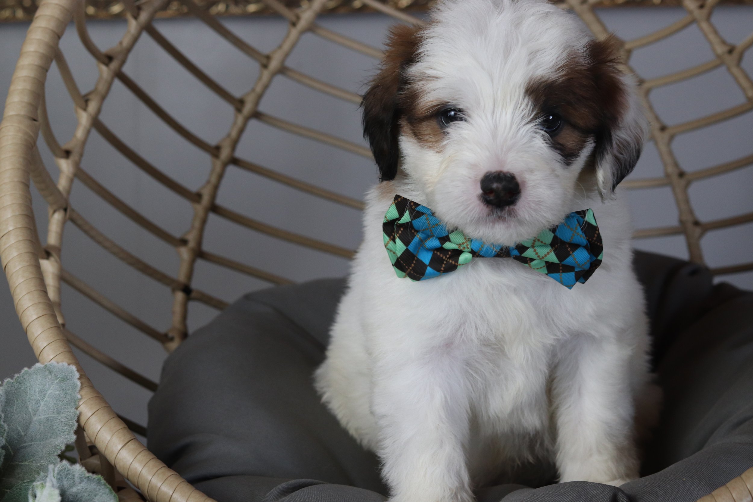 Available Puppies — Yankeedoodles Pups