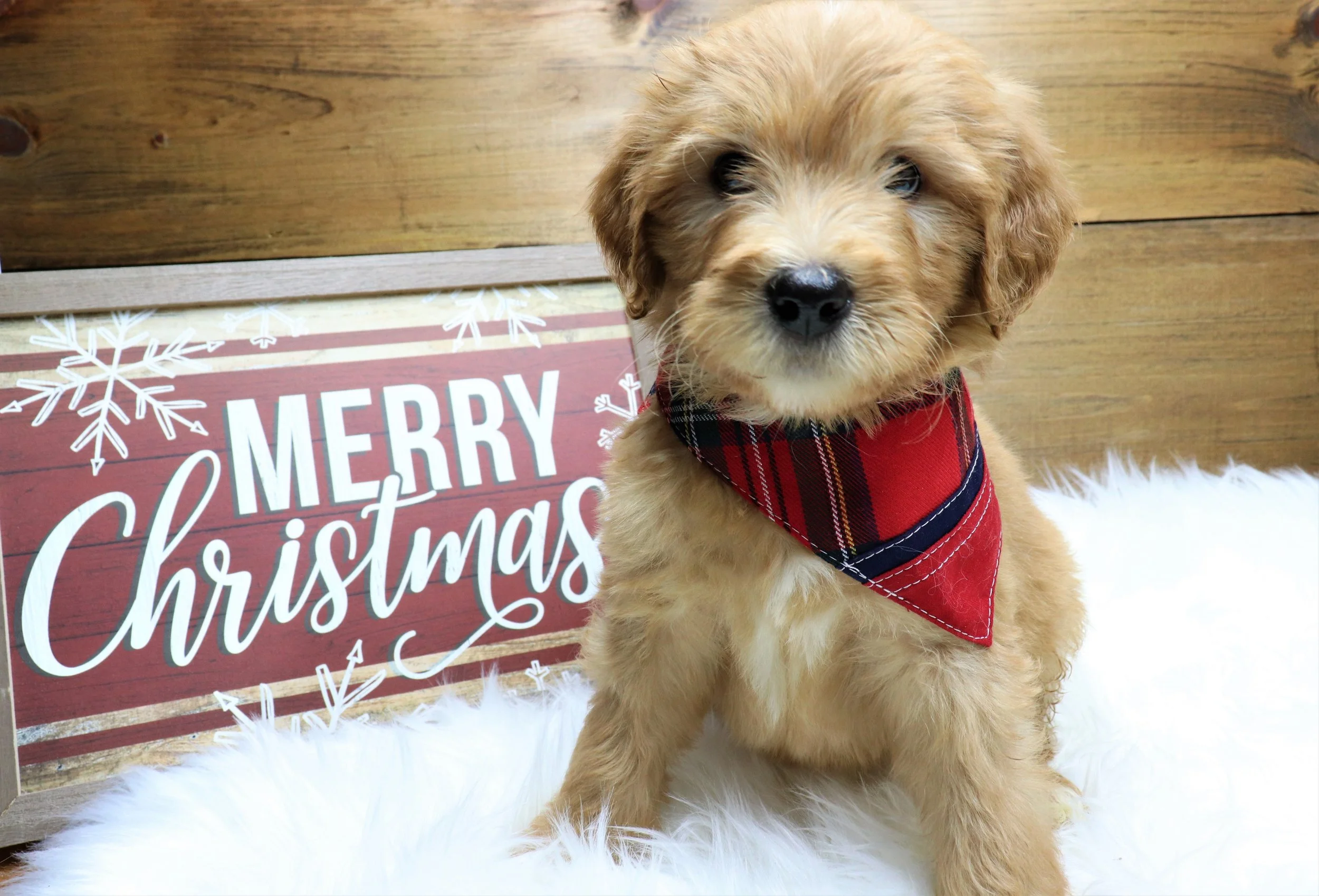 Available Puppies — Yankeedoodles Pups