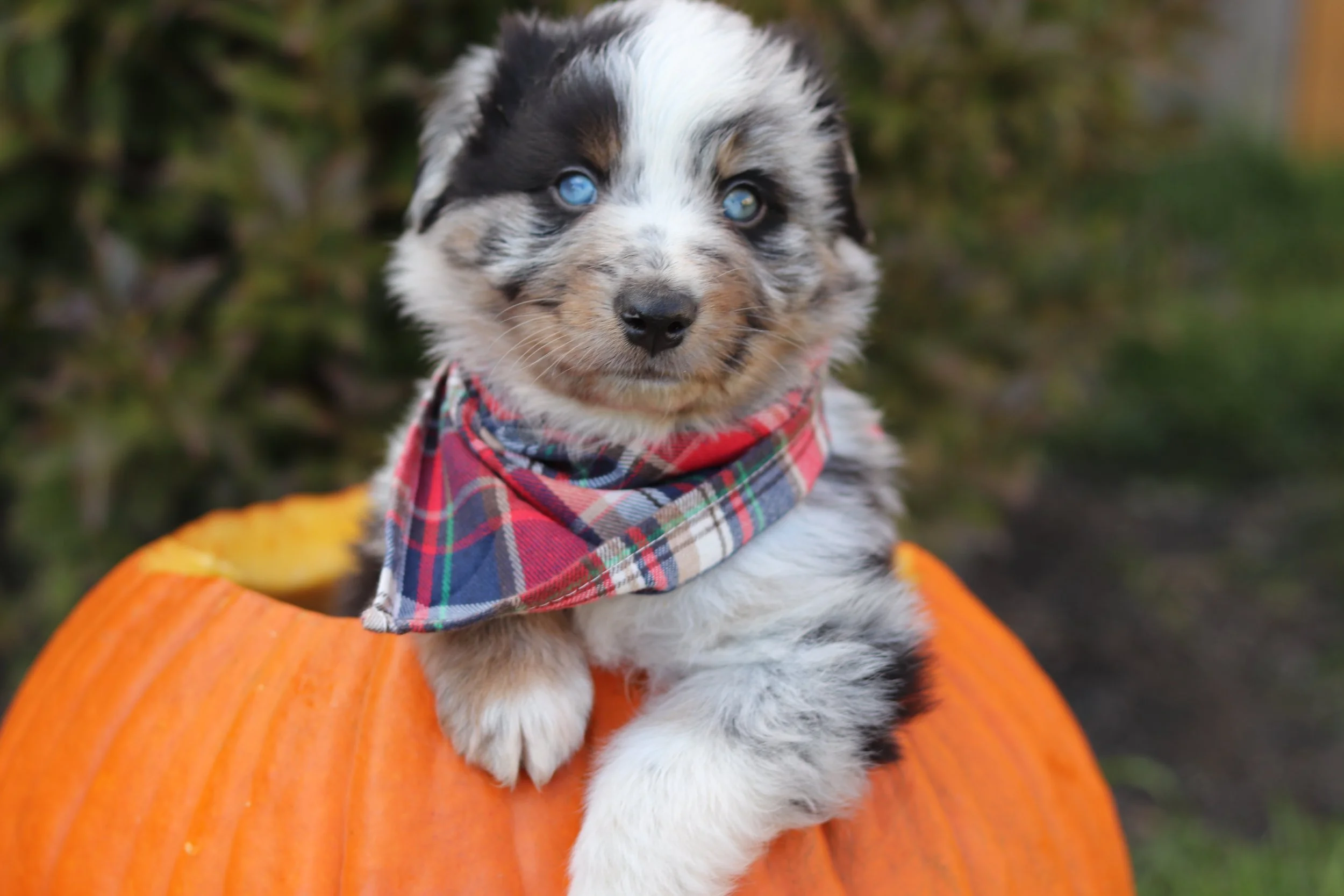 Available Puppies — Yankeedoodles Pups