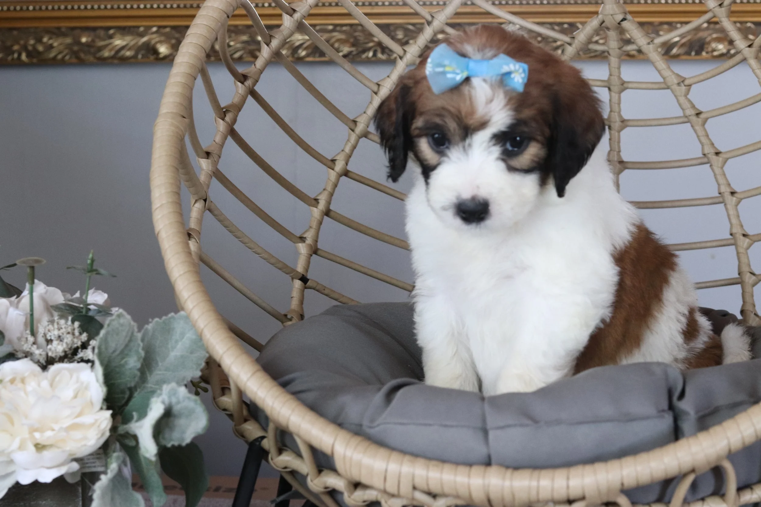 Available Puppies — Yankeedoodles Pups