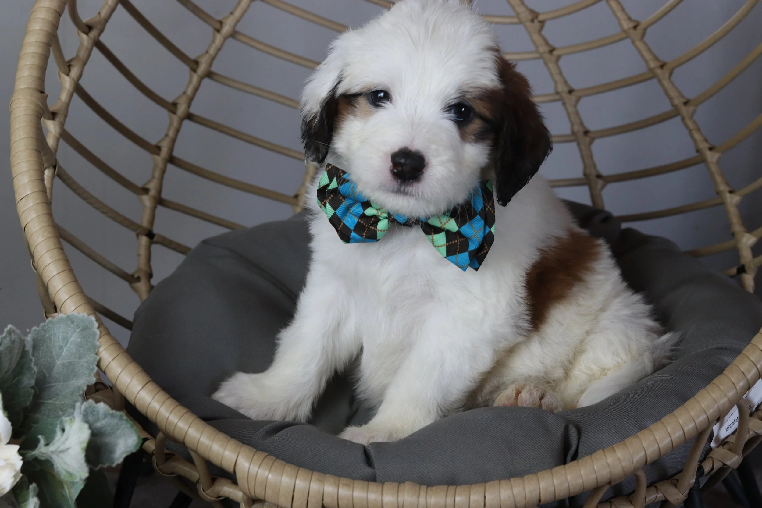 Available Puppies — Yankeedoodles Pups