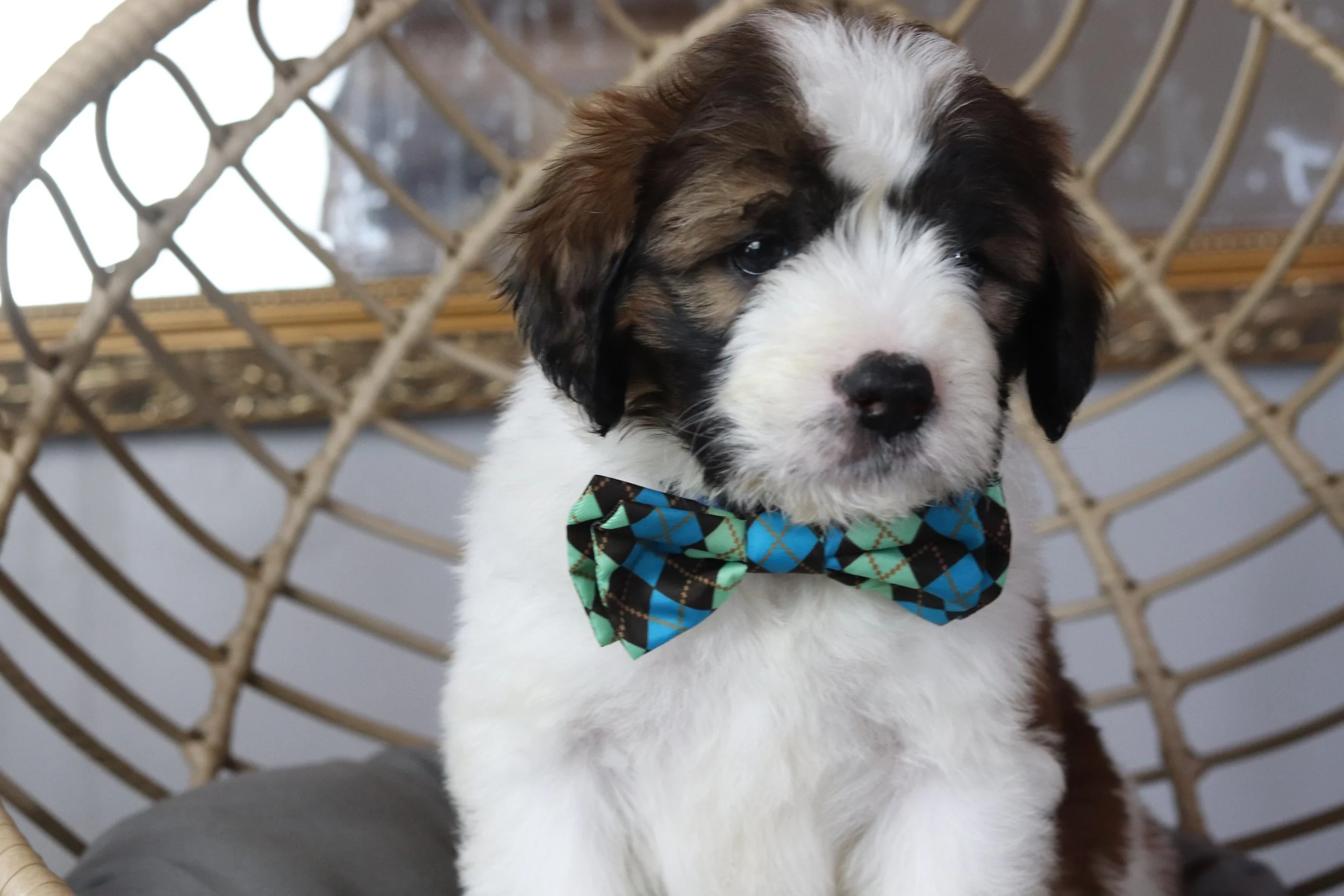 Available Puppies — Yankeedoodles Pups