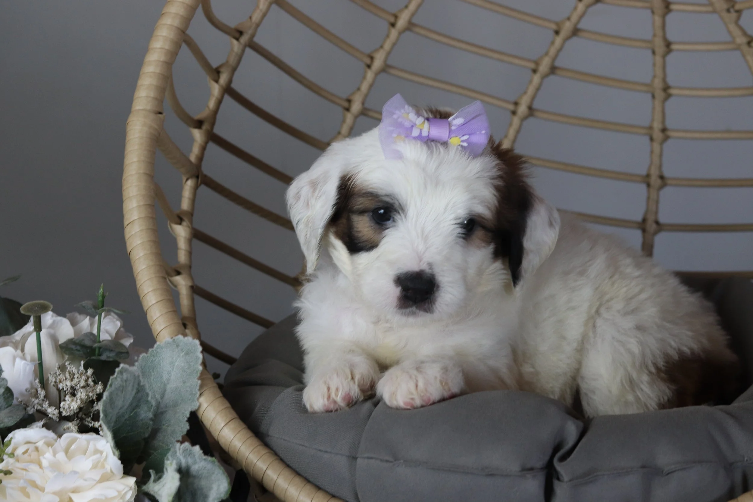 Available Puppies — Yankeedoodles Pups