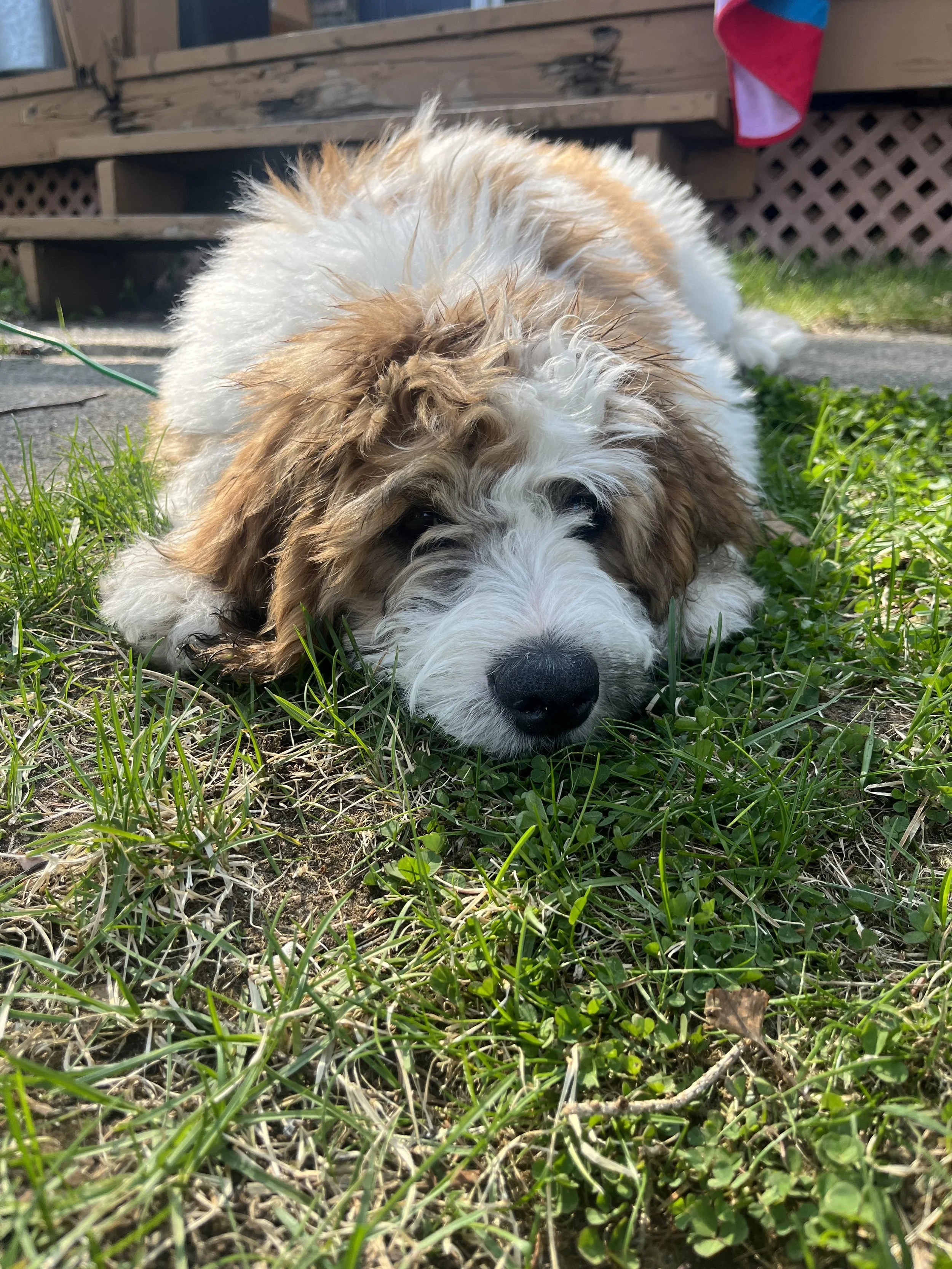 Saint Bernard Poodle Mix