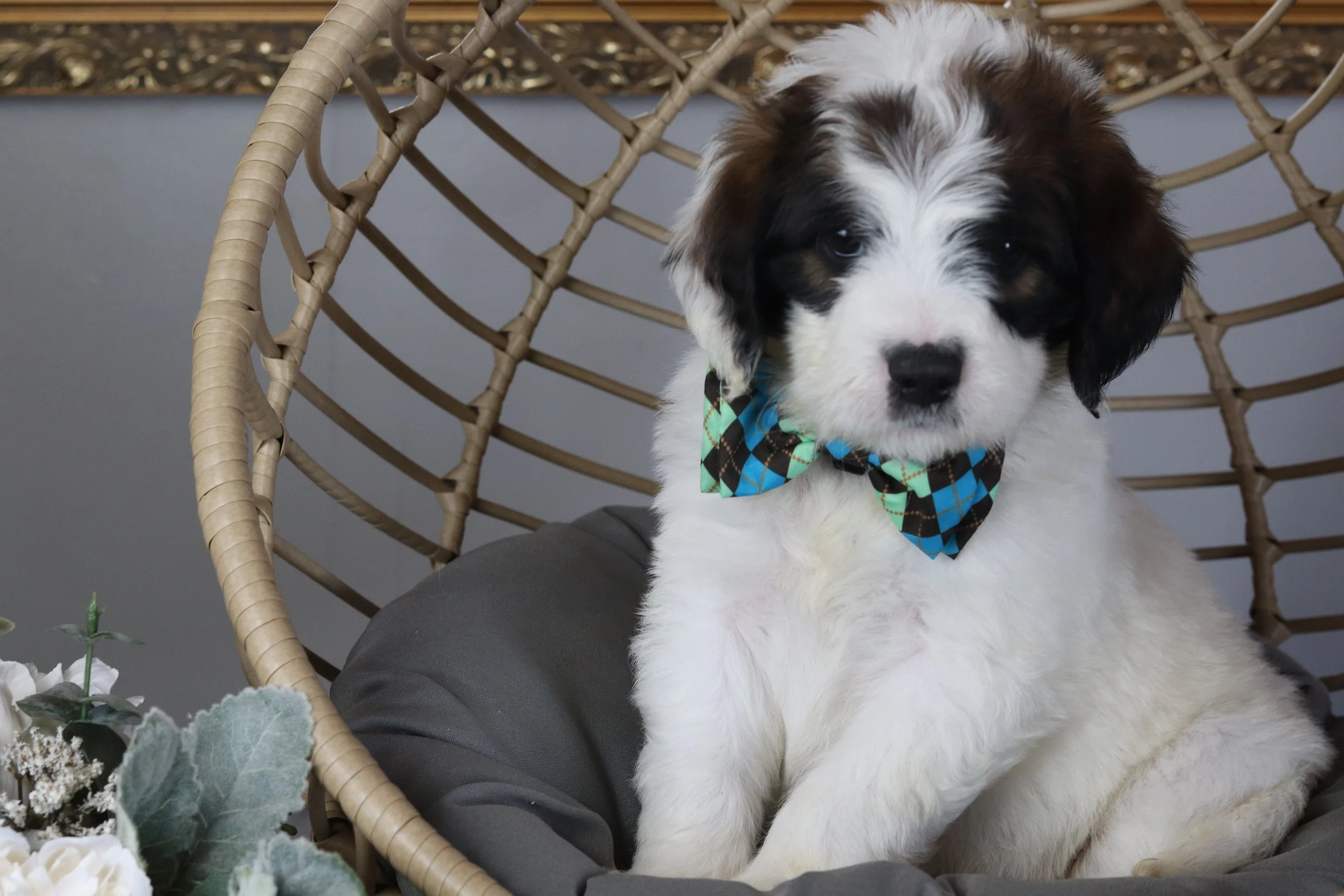 Available Puppies — Yankeedoodles Pups