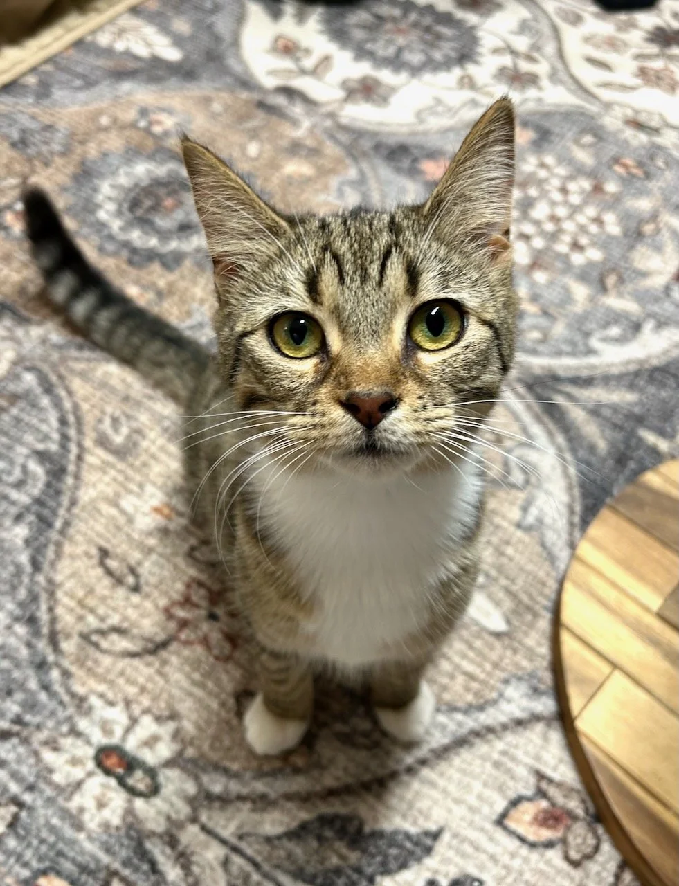 Kitten and Cat adoption — For The Love Of Cats