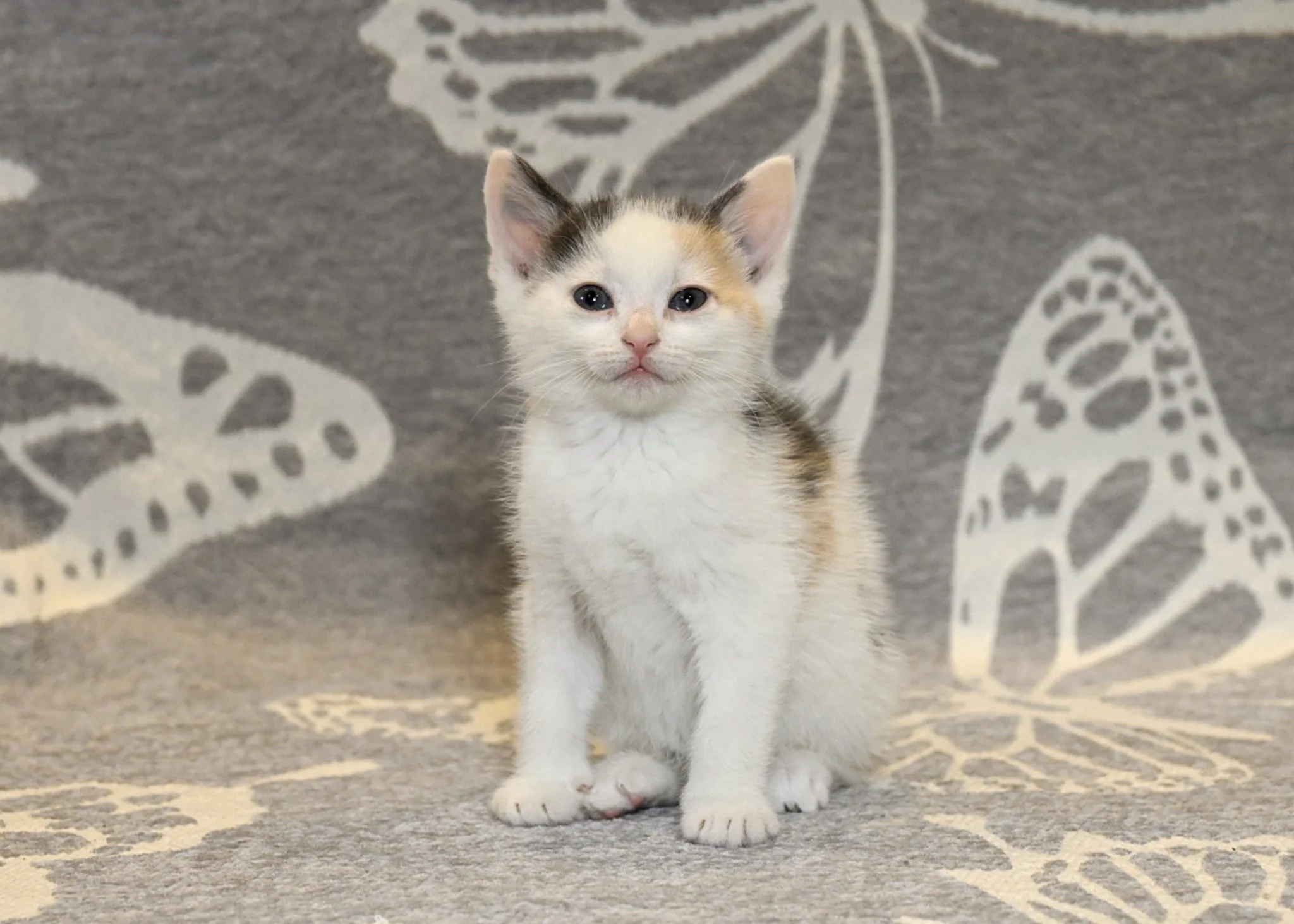 Kitten and Cat adoption — For The Love Of Cats